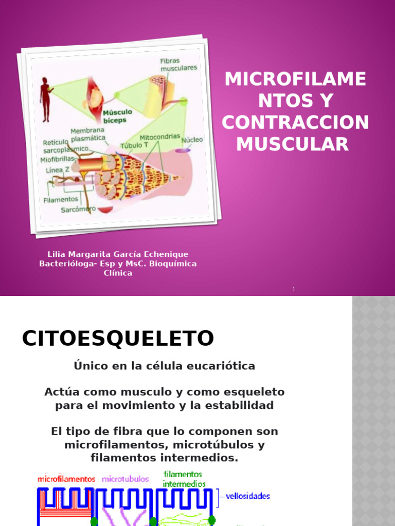 Microfilamentos y Contracción Muscular | PDF | Músculo | Contracción ...