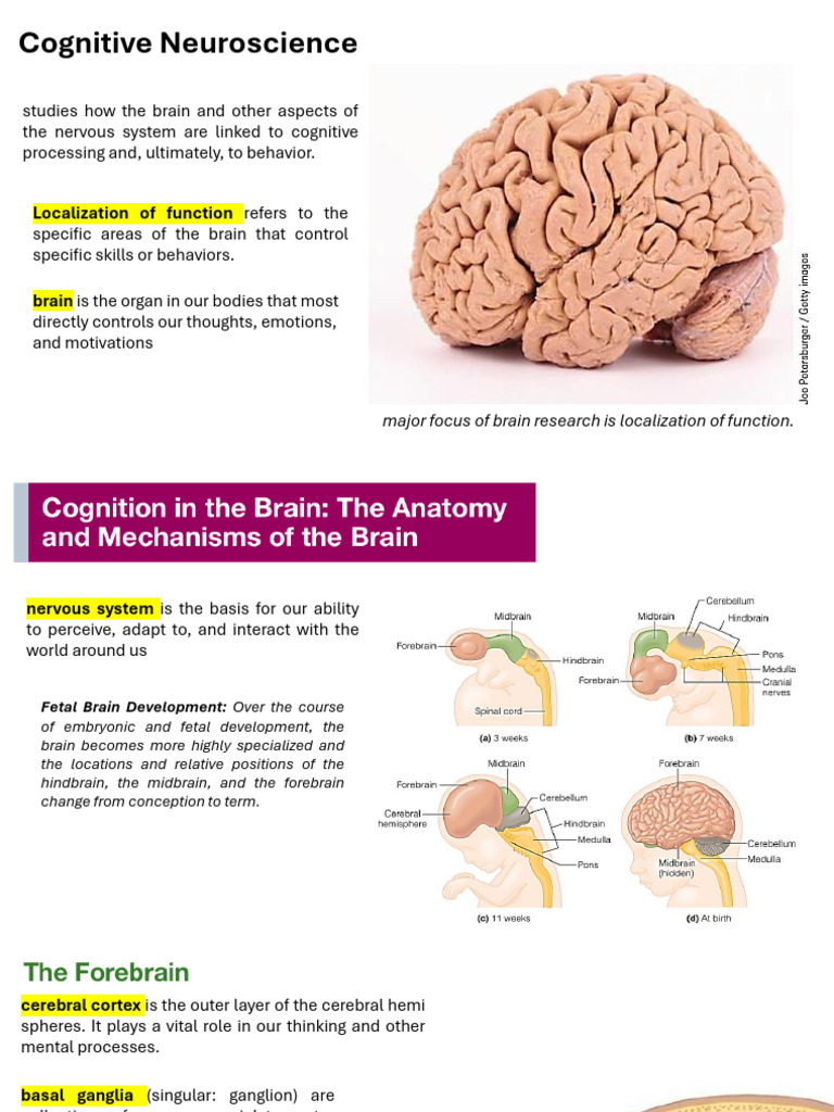 Cognitive Neuroscience | PDF | Neuron | Axon