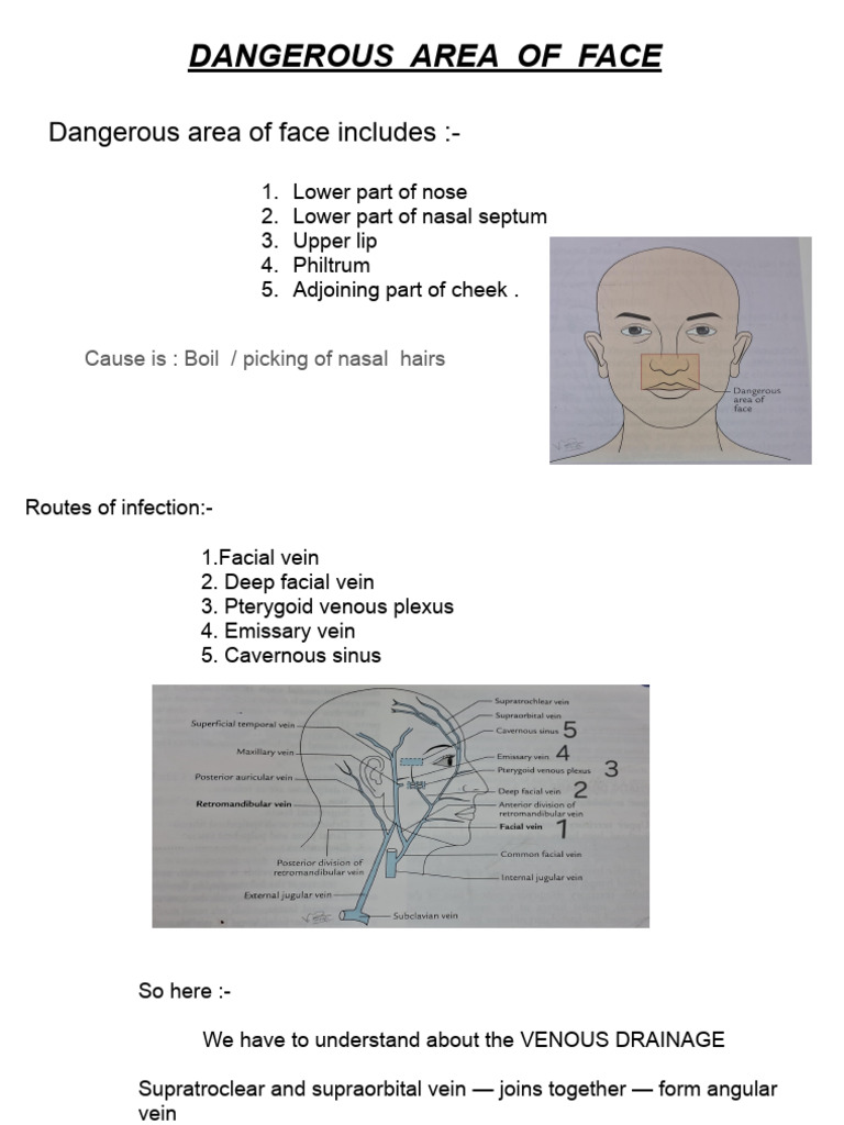 Dangerous Facial Vein Pathways | PDF | Vein | Human Nose