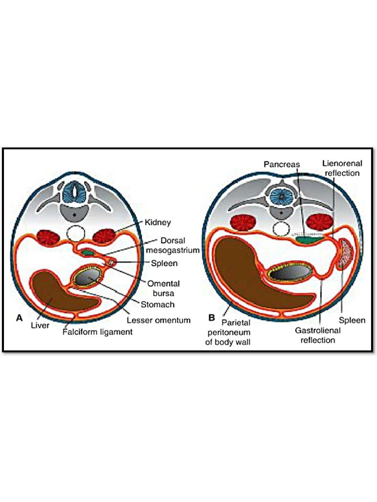 Embryology Charts Markings | PDF