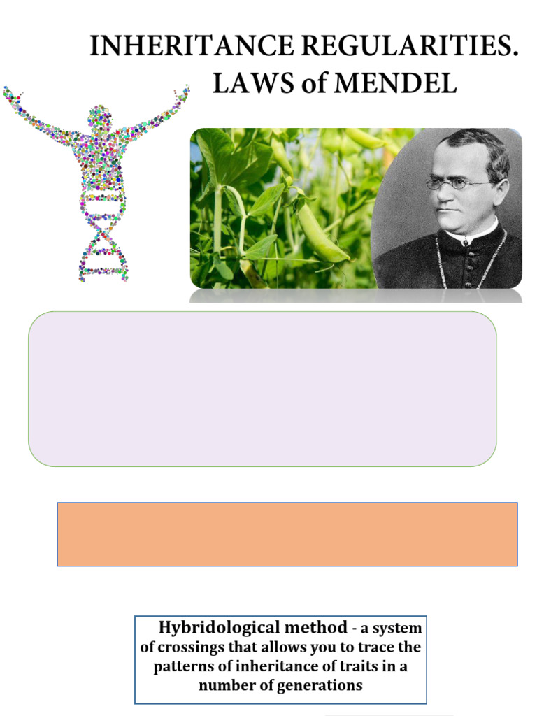 Laws of Mendel | PDF | Genotype | Dominance (Genetics)