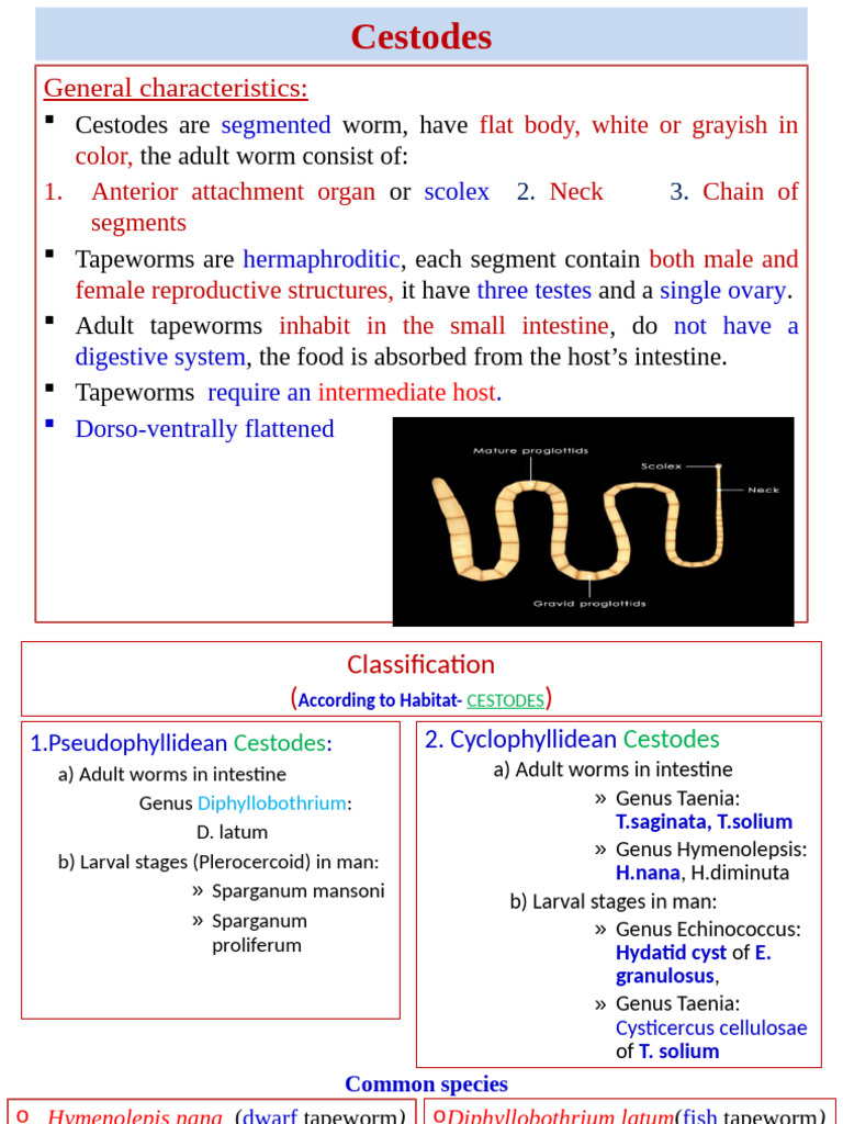 8 & 9 - Cestodes - Taenia SPP. & H. Nana & E. Granulosus | PDF ...