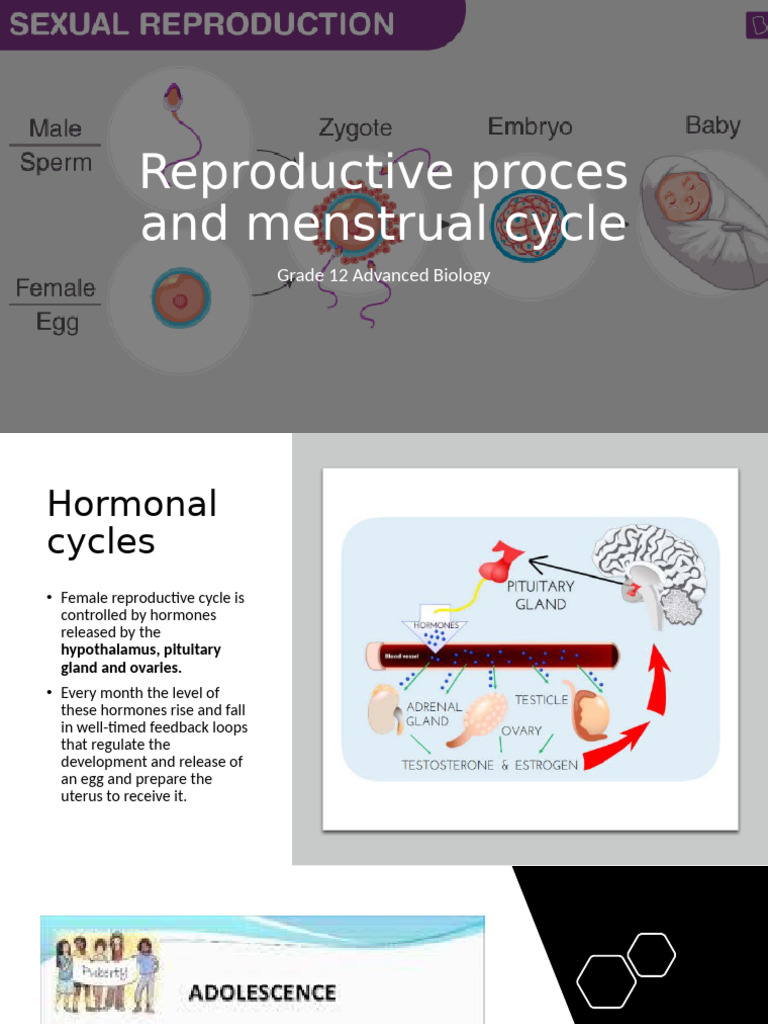 Reproductive Proces and Menstrual Cycle: Grade 12 Advanced Biology ...