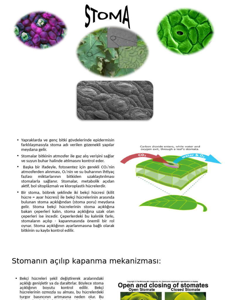 Stoma | PDF
