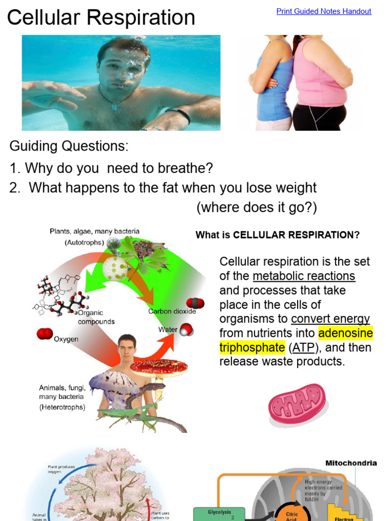Understanding Cellular Respiration Processes | PDF | Cellular ...