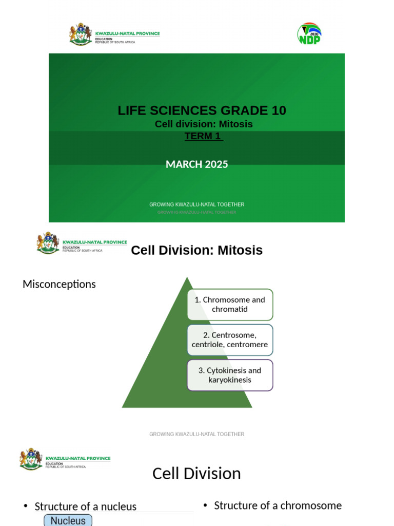 Grade 10 JIT Cell Division Mitosis | PDF | Mitosis | Chromosome