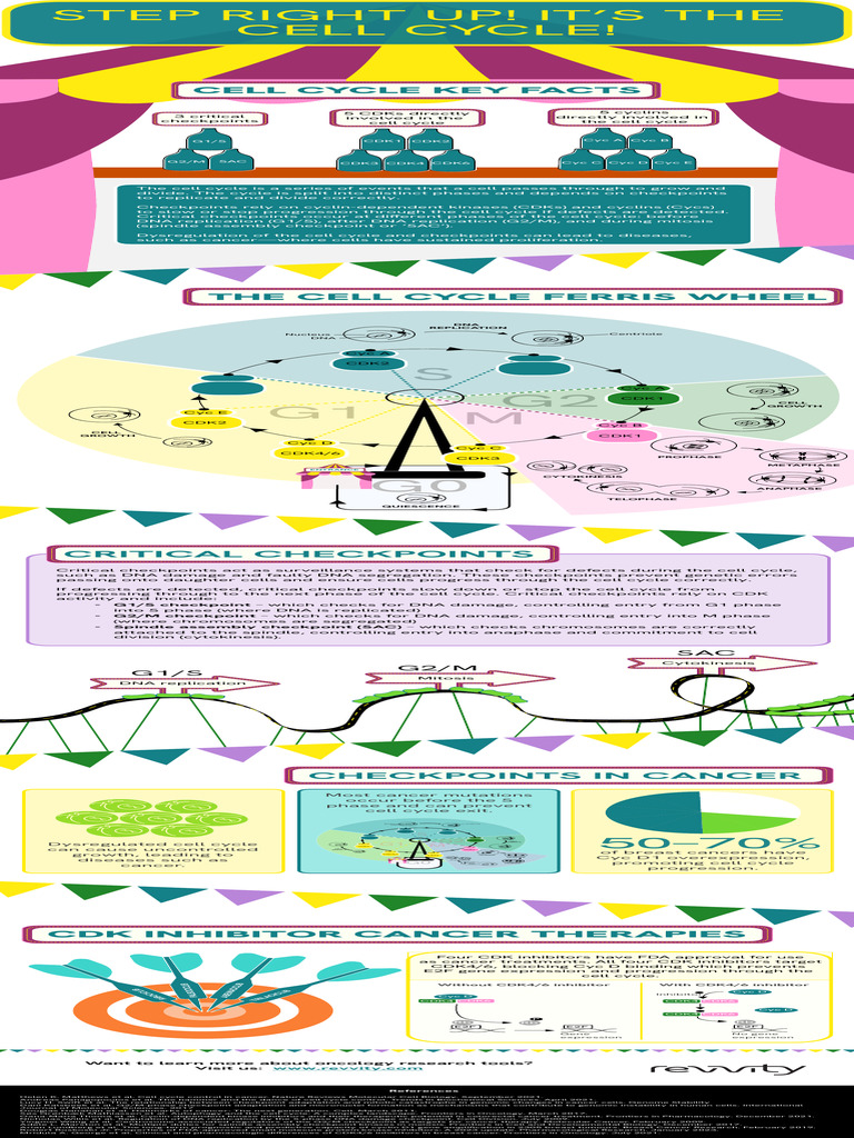 Cell Cycle | PDF | Cell Cycle | Biology