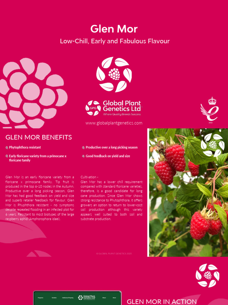 New Glen Mor Brochure | PDF | Raspberry | Plants