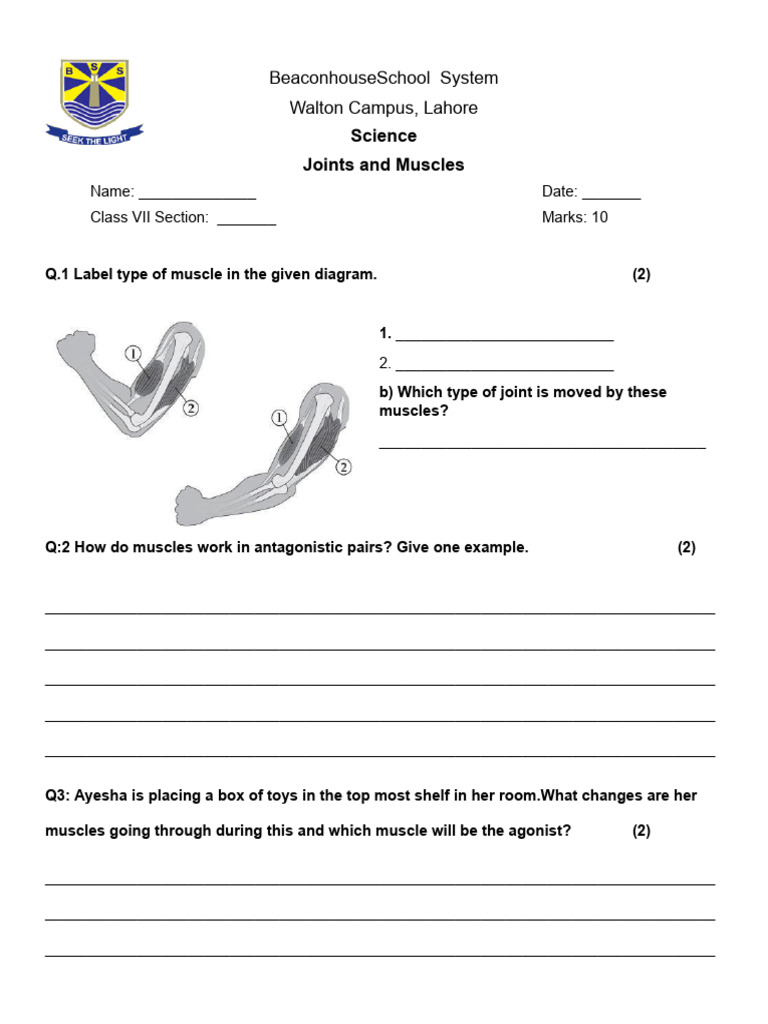 Muscles and Joints: Class VII Worksheet | PDF | Primate Anatomy | Joints