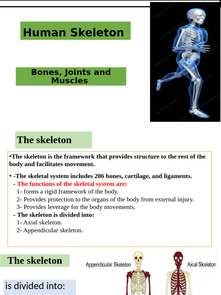 4 Revision Bones Joints Muscles 2026 | PDF | Skeleton | Human Anatomy