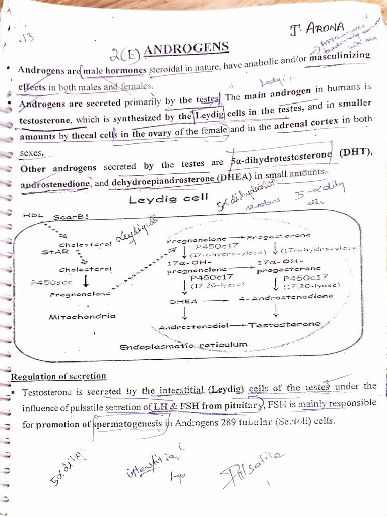 Androgen | PDF | Testosterone | Endocrinology
