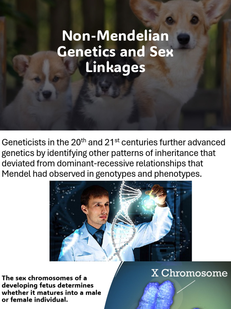 Lesson 11 Non Mendelian Genetics and Sex Linkage | PDF | Dominance ...