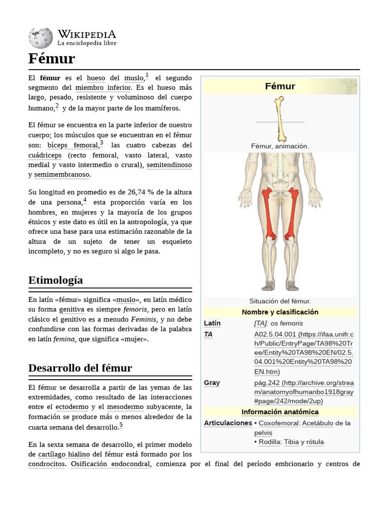 Anatomía y desarrollo del fémur humano | PDF | Sistema ...
