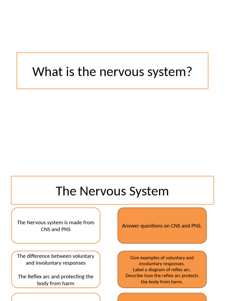 Lesson 1 - Nervous System | PDF | Nervous System | Central Nervous System