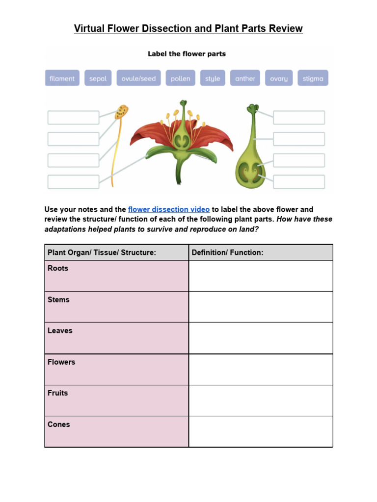 Virtual Flower Dissection and Plant Parts Review | PDF