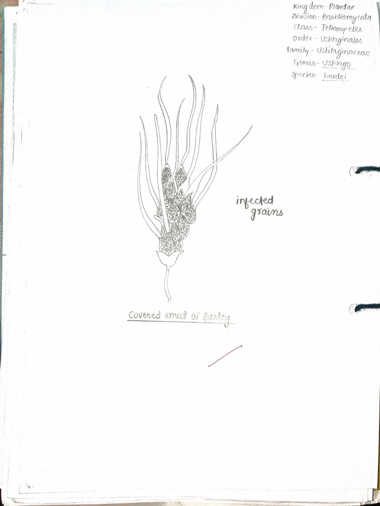 Practical file | PDF