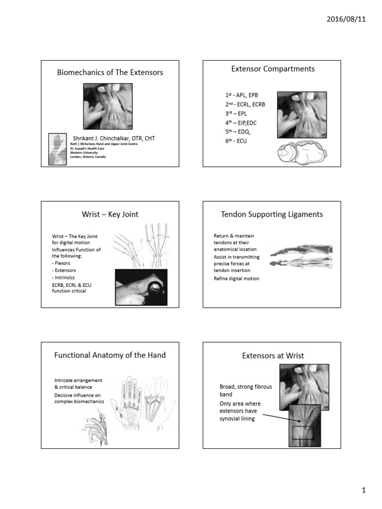 Biomechanics of Wrist Extensors | PDF | Thumb | Anatomical Terms Of Motion