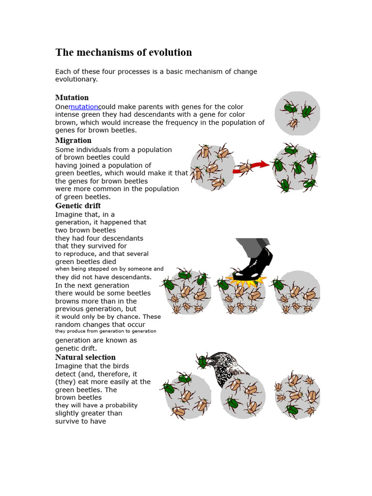 The mechanisms of evolution | PDF | Evolution | Natural Selection