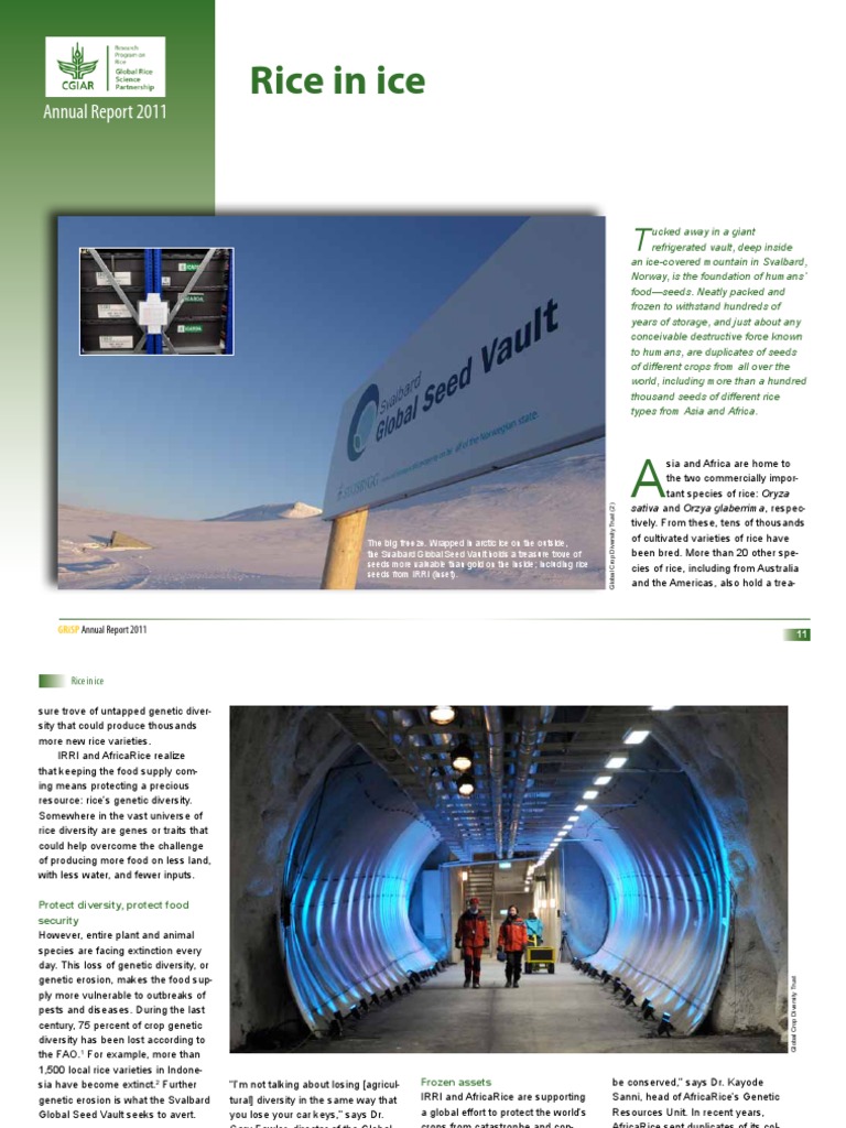 Rice in Ice | PDF | Biodiversity | Rice