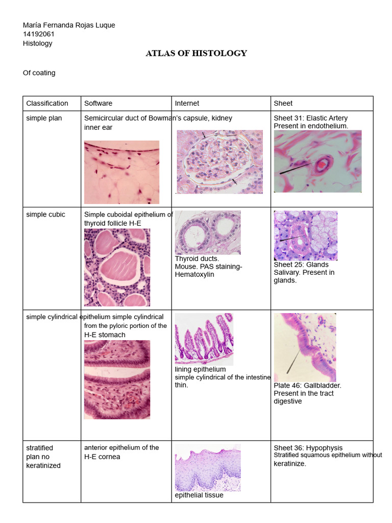 Atlas of Histology | PDF | Epithelium | Glands