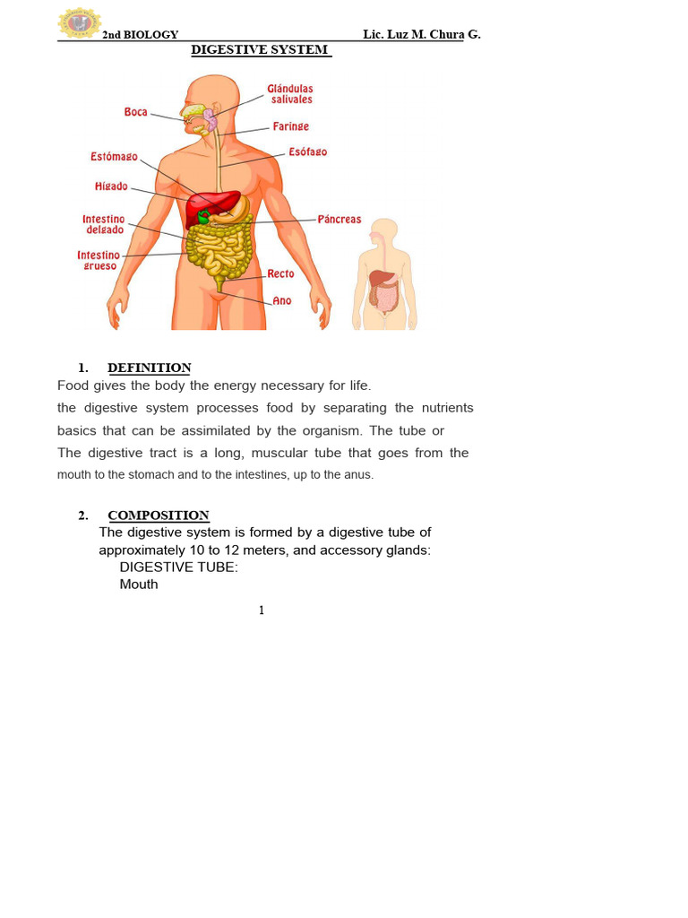 Overview of the Human Digestive System | PDF | Human Digestive System ...