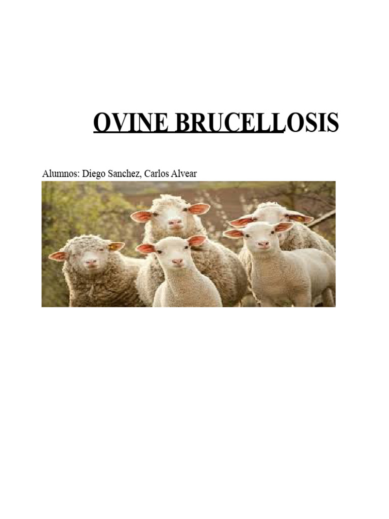 Ovine Brucellosis | PDF | Sheep | Human Diseases And Disorders