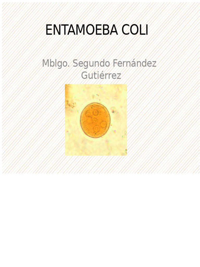 Entamoeba Coli | PDF