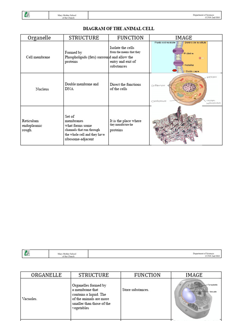 Cell Schema | PDF | Cell (Biology) | Organelle