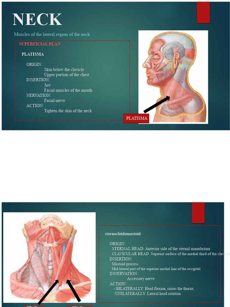 Anatomy of Neck Muscles and Joints | PDF | Neck | Primate Anatomy