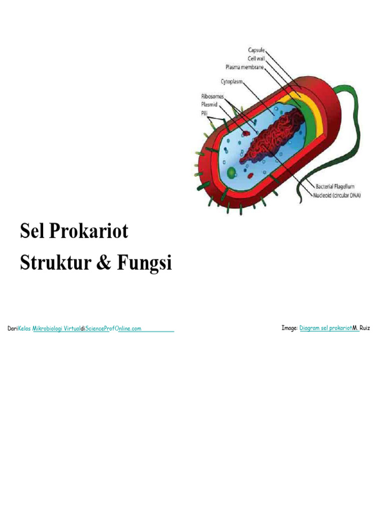 Struktur Fungsi Sel Prokariotik Kuliah Biologi | PDF