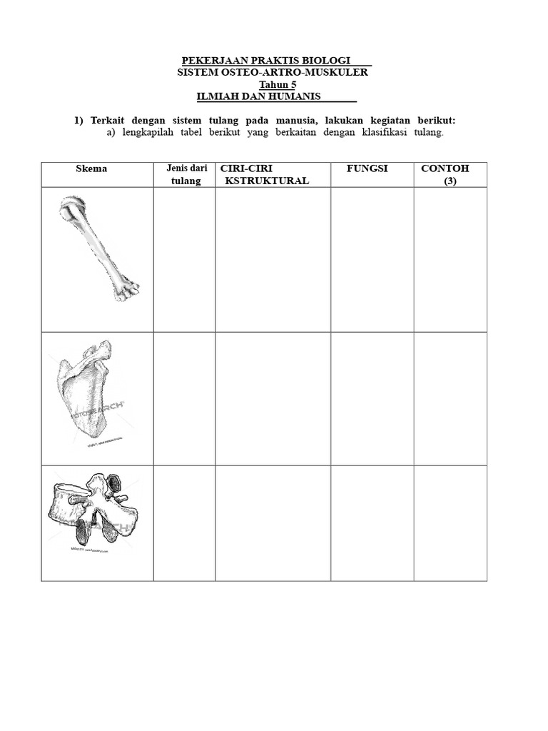 Tphuesos, Seni, Muskul | PDF