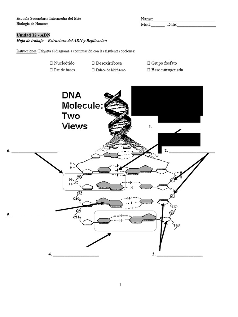 Hoja de Trabajo - Estructura y Replicación Del ADN | PDF | Adn ...