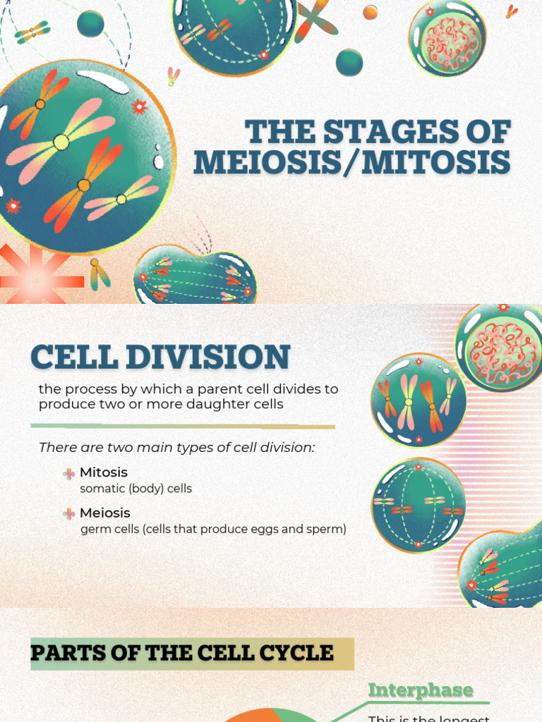 The Stages of Meiosismitosis | PDF | Meiosis | Mitosis