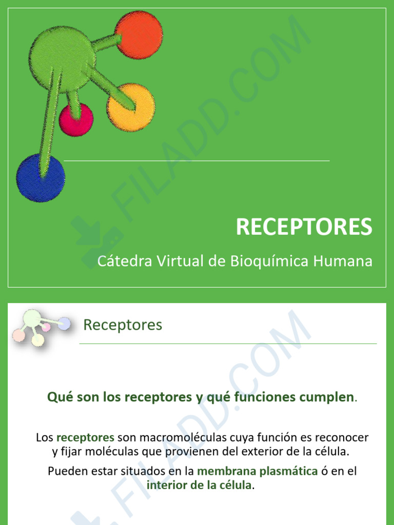 Funciones y Clasificación de Receptores | PDF | Receptor (Bioquímica ...