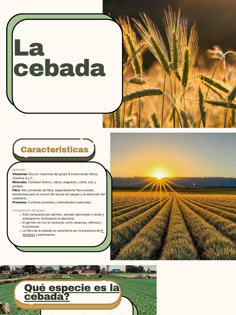 La cebada | PDF | Cebada | Bolivia