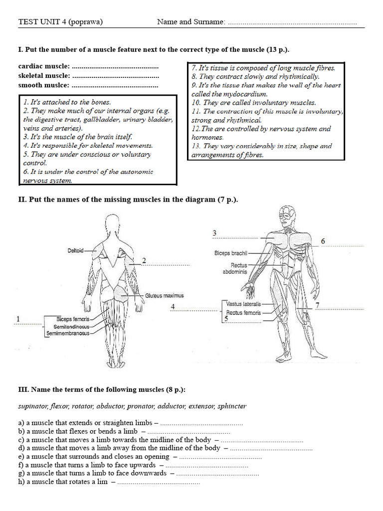 Muscle Types and Functions Test | PDF | Anatomical Terms Of Motion | Muscle