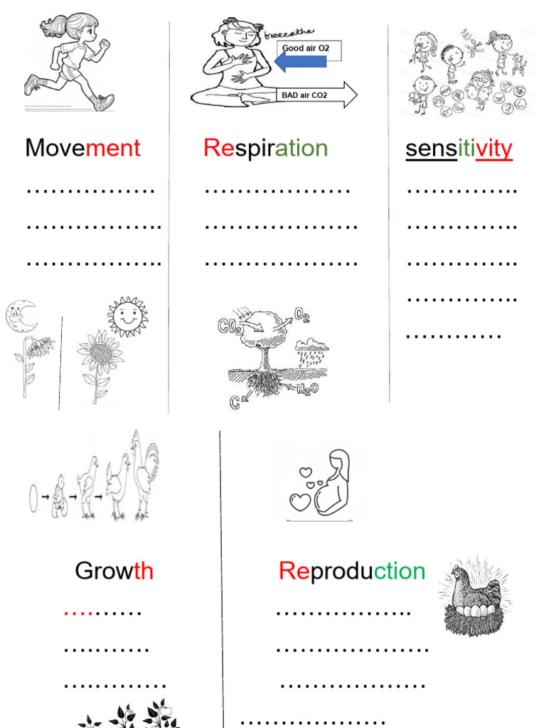 Movement Respiration Sensitivity | PDF
