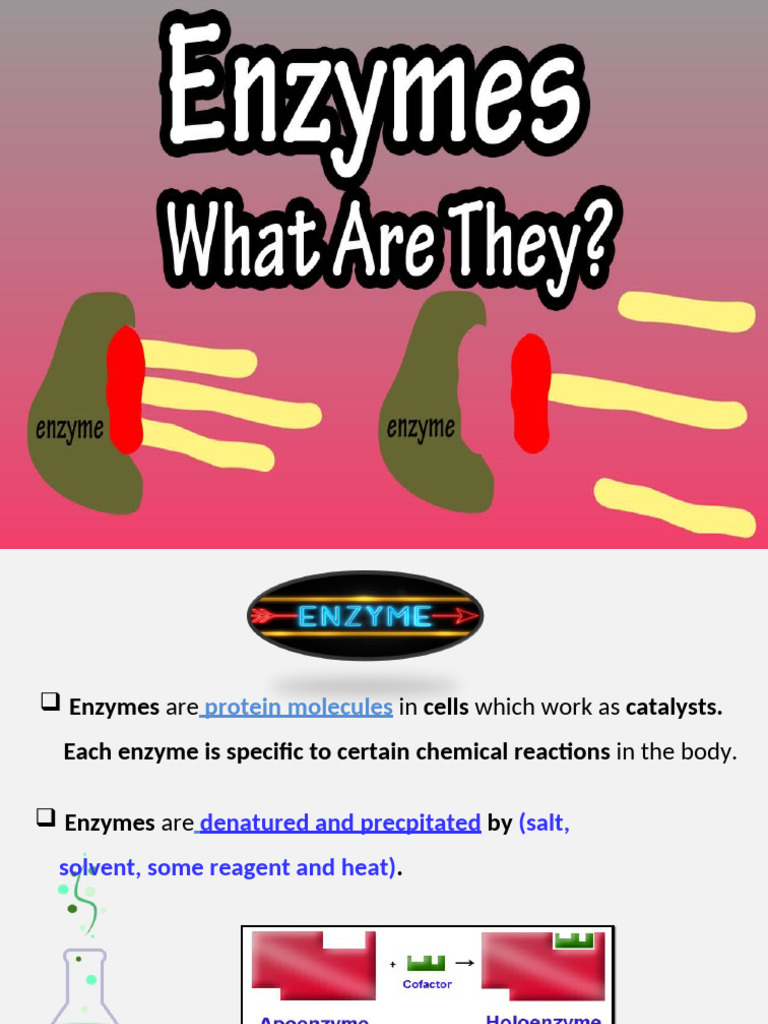 Enzyme Activity | PDF | Enzyme | Hydrolysis