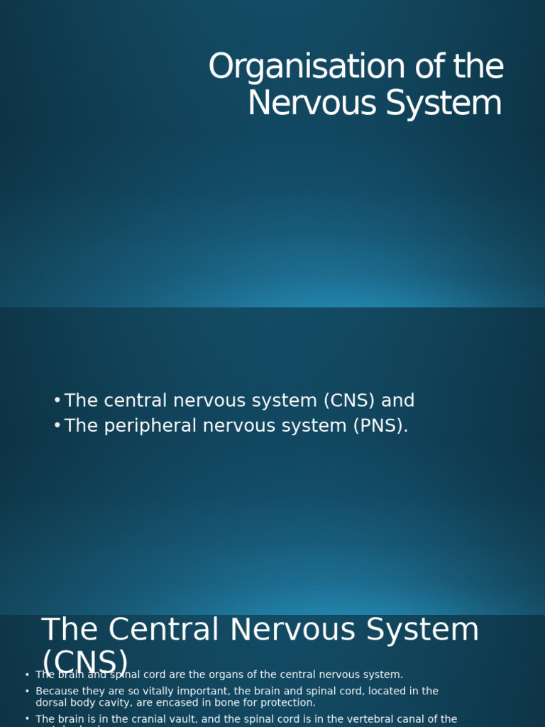 Overview of the Nervous System Structure | PDF | Cerebrospinal Fluid ...