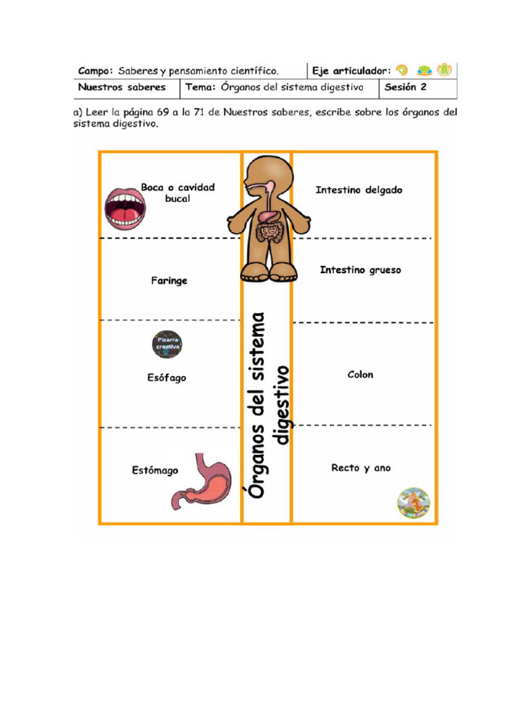 Sistema Digestivo Actividades. | PDF