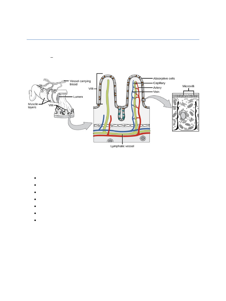 Gr11 LS Small Intestine Notes | PDF