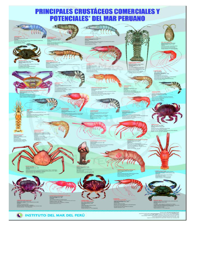 Crustaceos Del Peru 1 | PDF