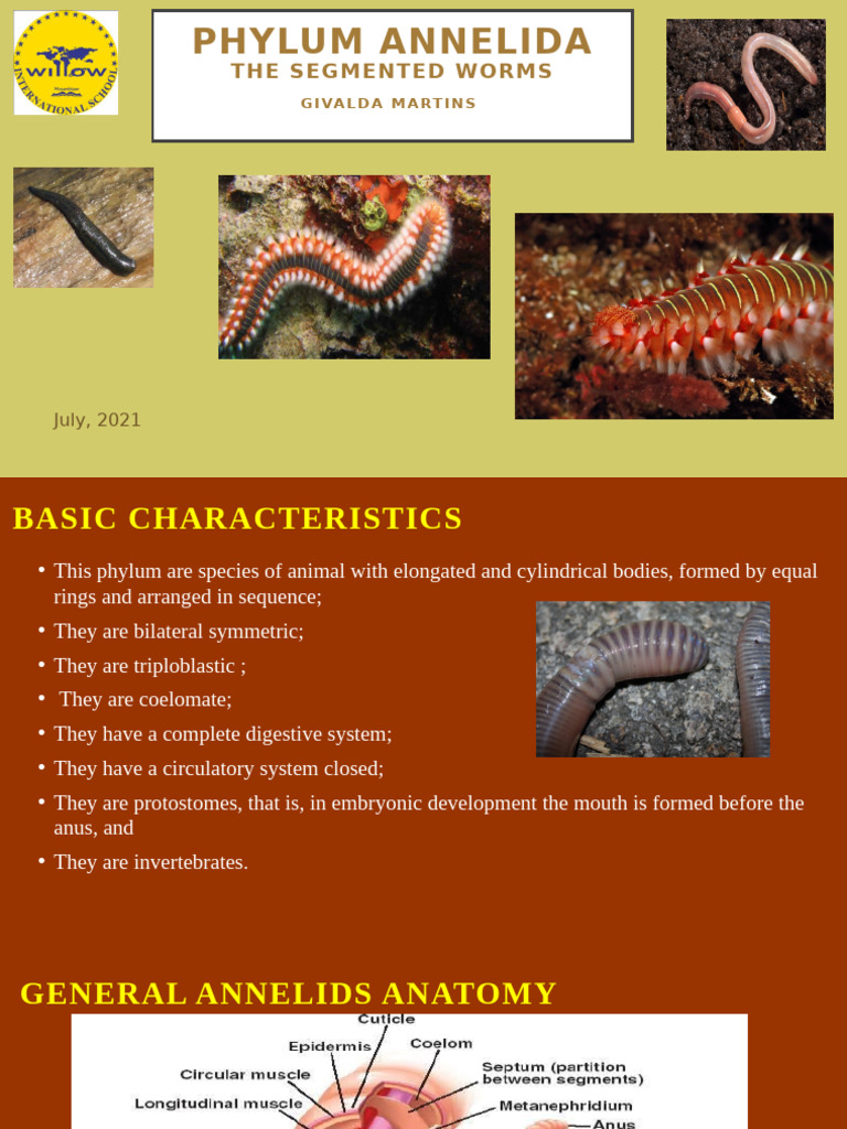 Annelida: Characteristics and Anatomy | PDF | Biology | Zoology