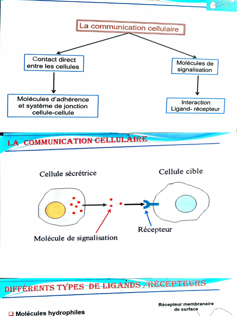 Biocell-Communication Cellulaire | PDF