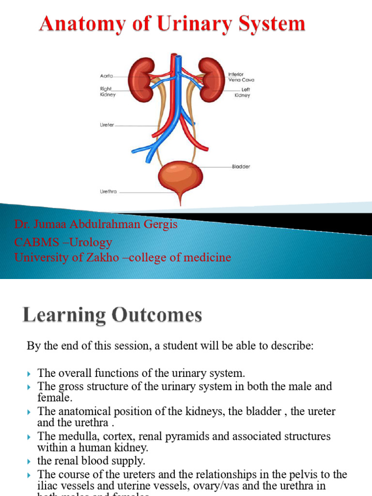 1.1. Anatomy of Urinary System | PDF | Kidney | Abdomen