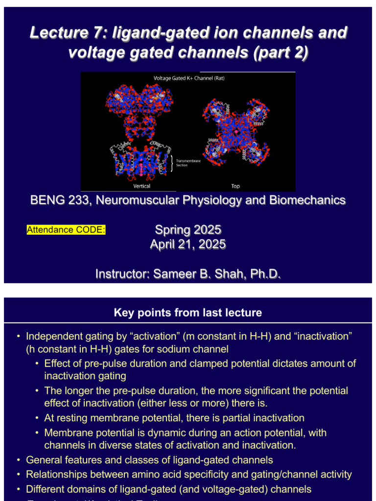 Spring2025 BENG233 Lecture7 | PDF | Ion Channel | Depolarization
