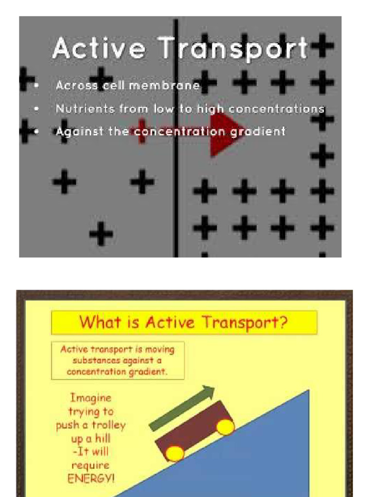 Notes On Active Transport | PDF