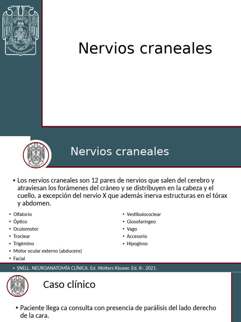 Apuntes Nervios Craneales | PDF | Nervio | Cabeza y cuello humanos