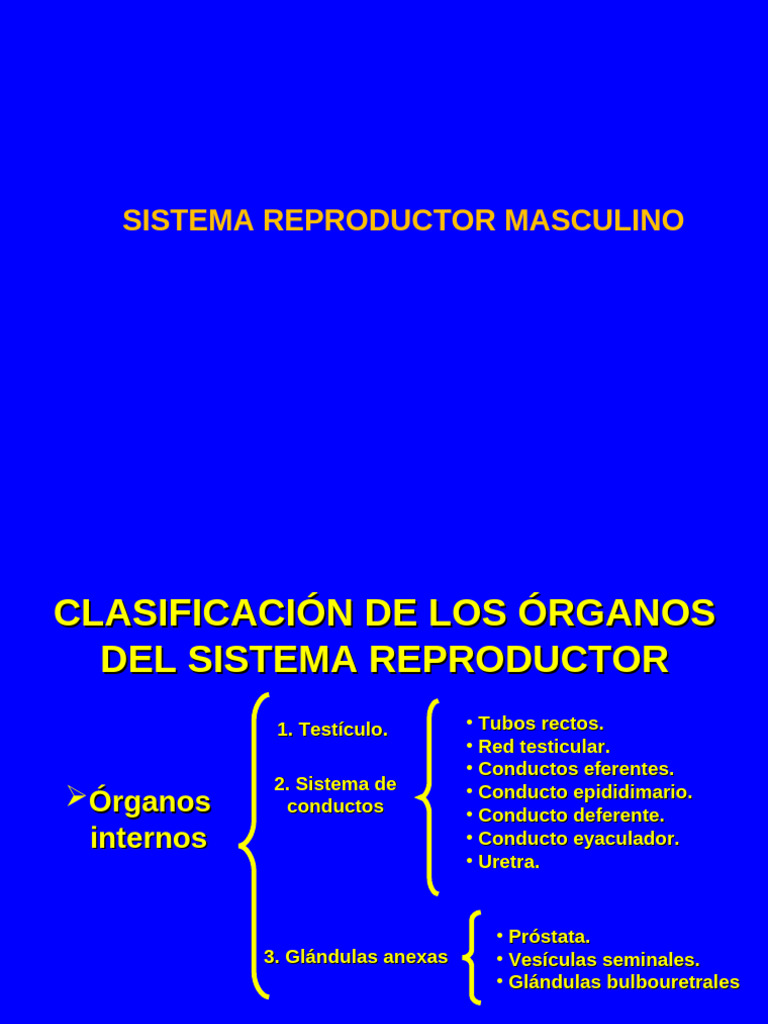 Estructura y Función del Sistema Reproductor Masculino | PDF ...