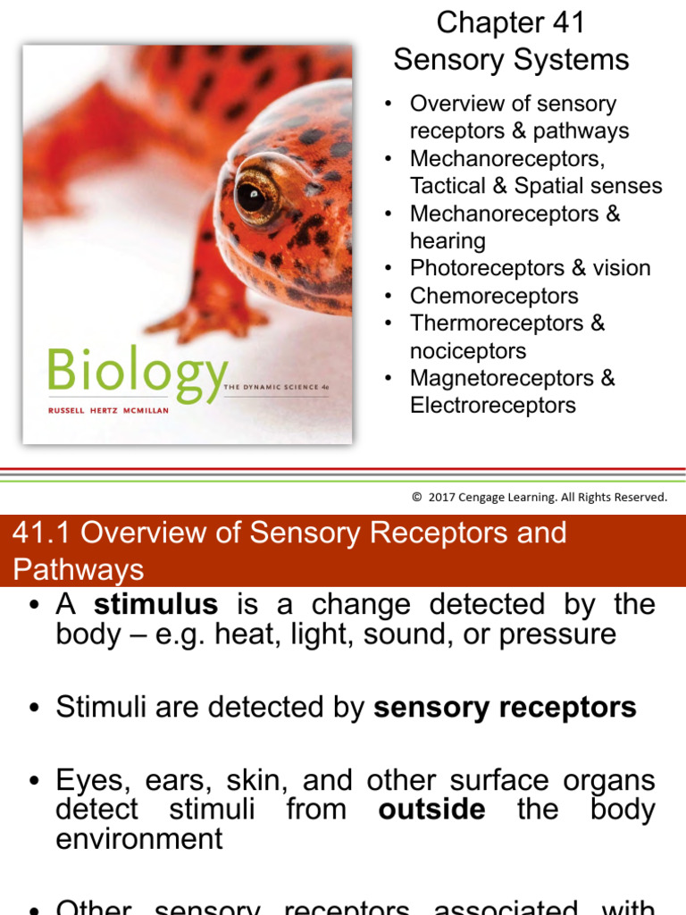 Sensory Systems: Receptors and Pathways | PDF | Stimulus (Physiology ...